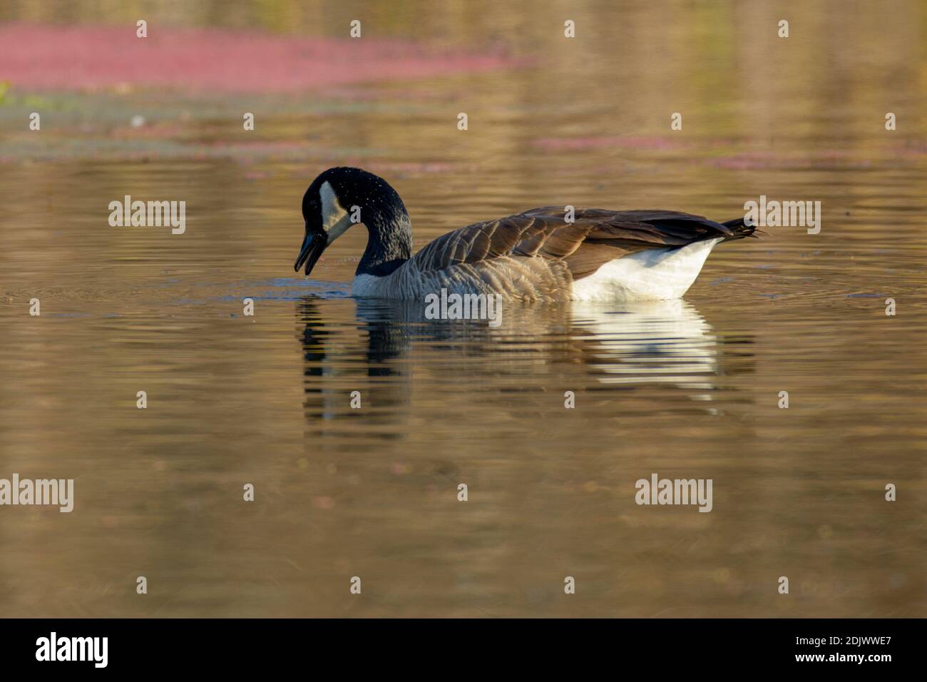 Canadian Goose swimming and dabbling the moss on the waters surface ...