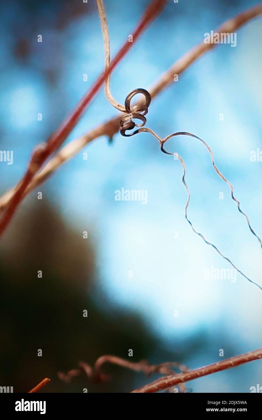 Curly tendril of hair hi-res stock photography and images - Alamy