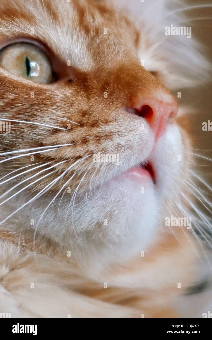 Cute orange cat mouth open hi-res stock photography and images - Alamy