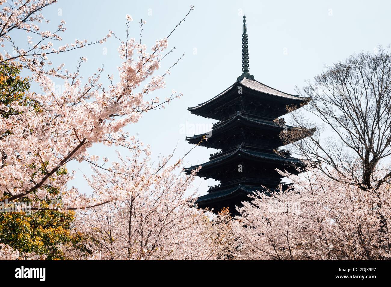 Toji temple with cherry blossoms at spring in Kyoto, Japan Stock Photo ...