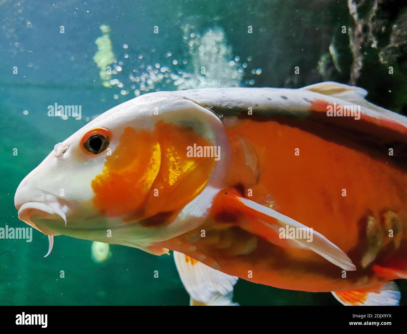 Aquarium collector hi-res stock photography and images - Alamy