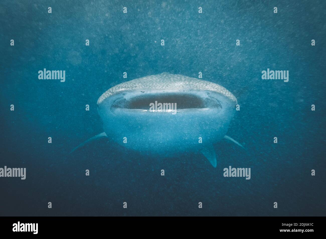 Blue Whale Eye Close Up High Resolution Stock Photography and Images ...