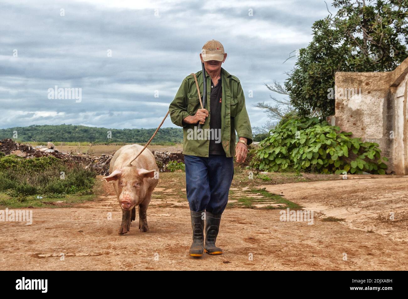 A farmer walking a pig in nature Stock Photo - Alamy