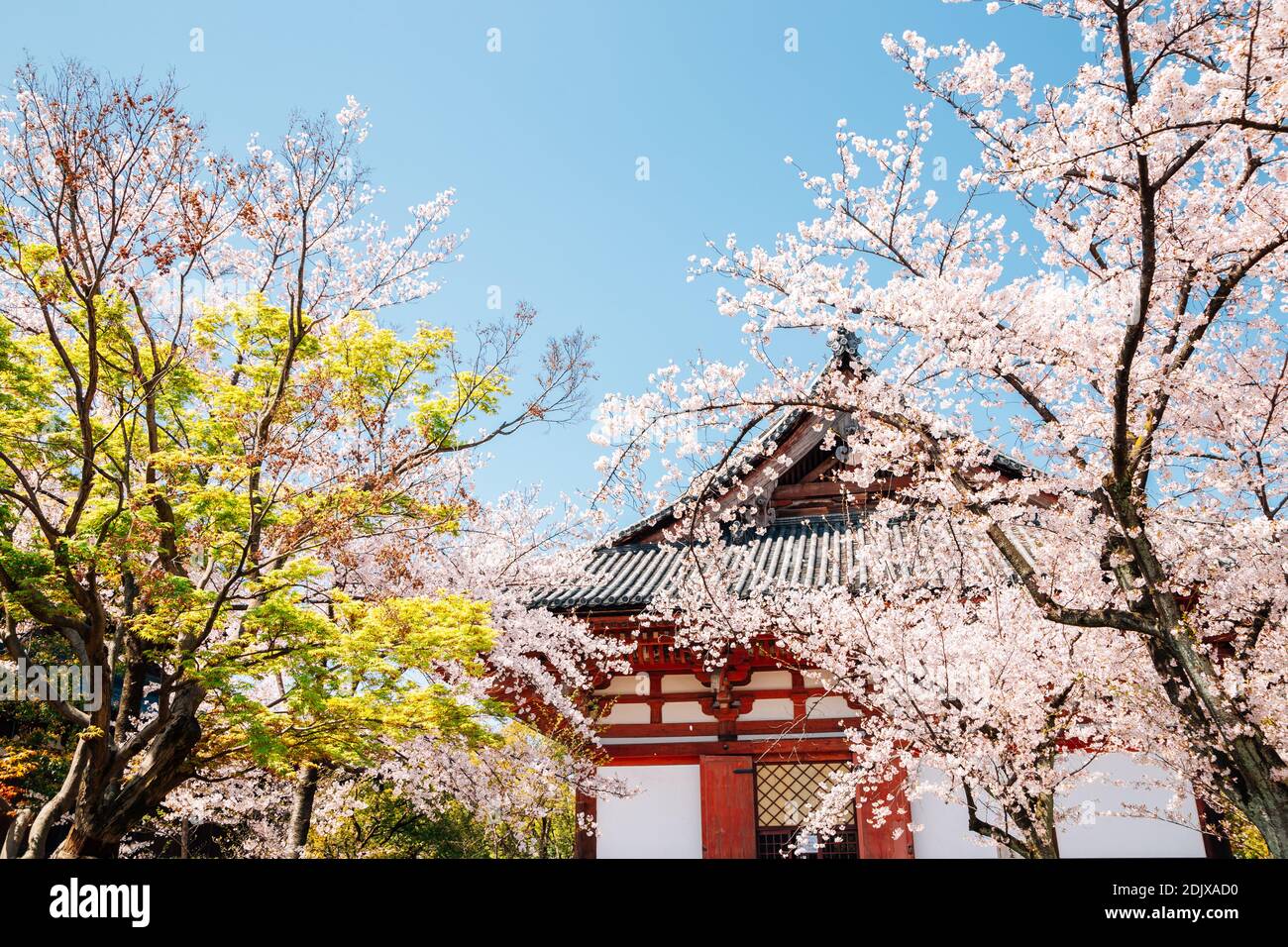Toji temple with cherry blossoms at spring in Kyoto, Japan Stock Photo ...