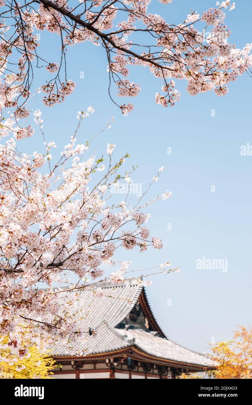 Toji temple with cherry blossoms at spring in Kyoto, Japan Stock Photo ...