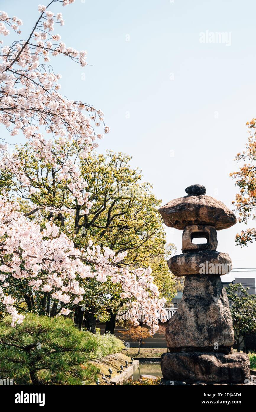 Japanese traditional stone lamp with cherry blossoms at Toji temple in ...