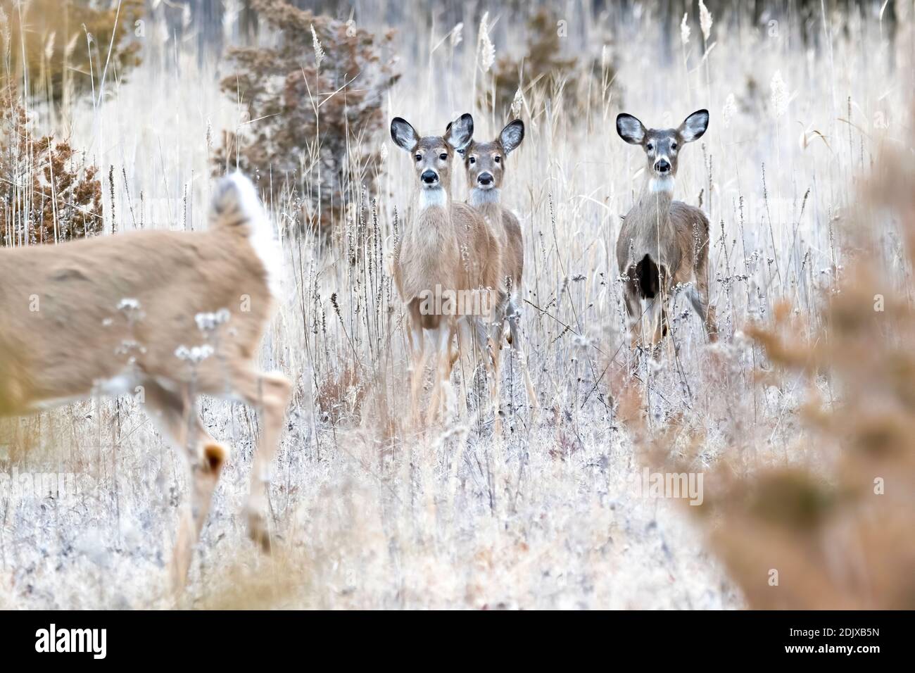 surprised deer in the winter woods Stock Photo - Alamy