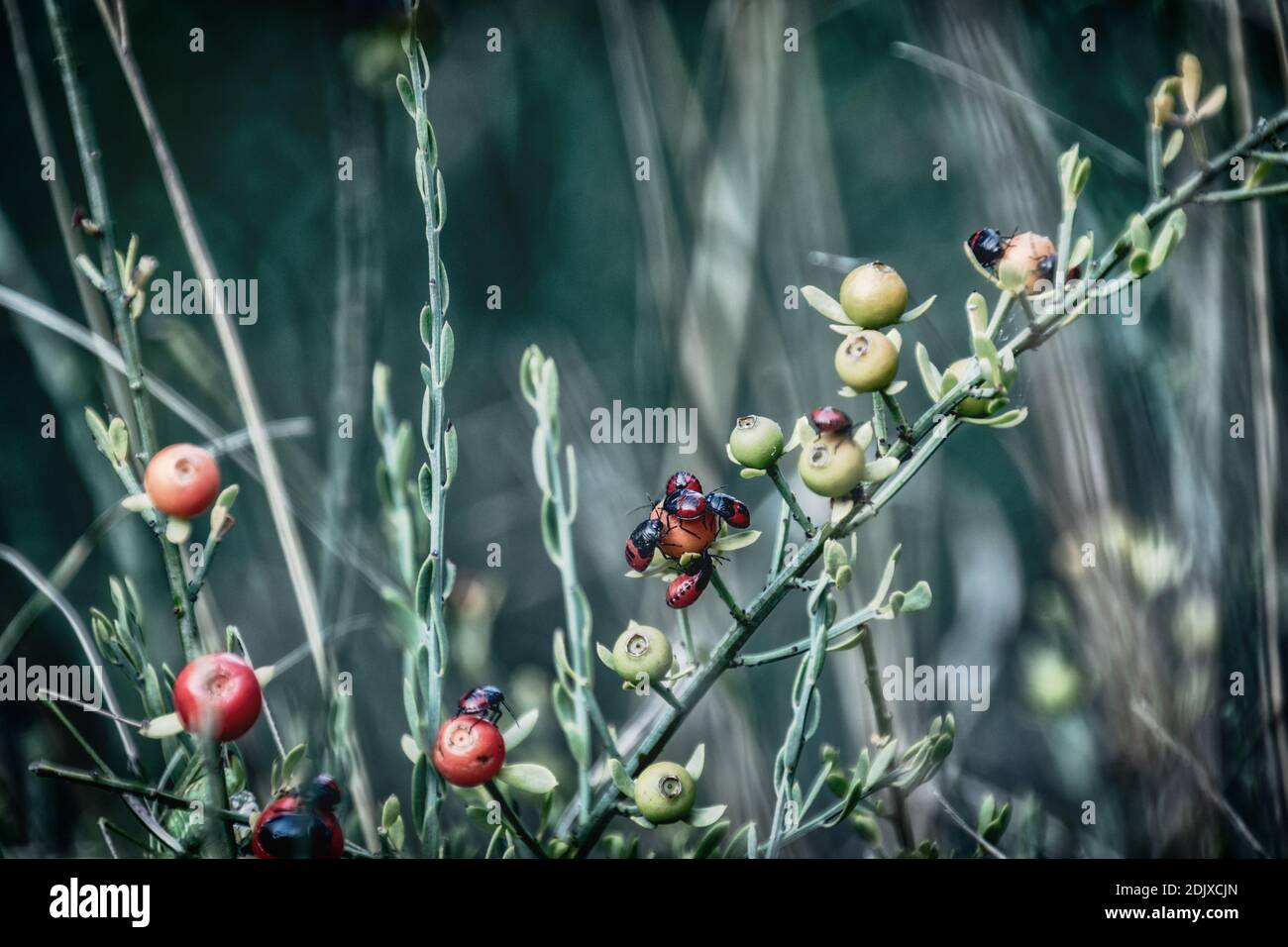 Fruit beatles hi-res stock photography and images - Alamy