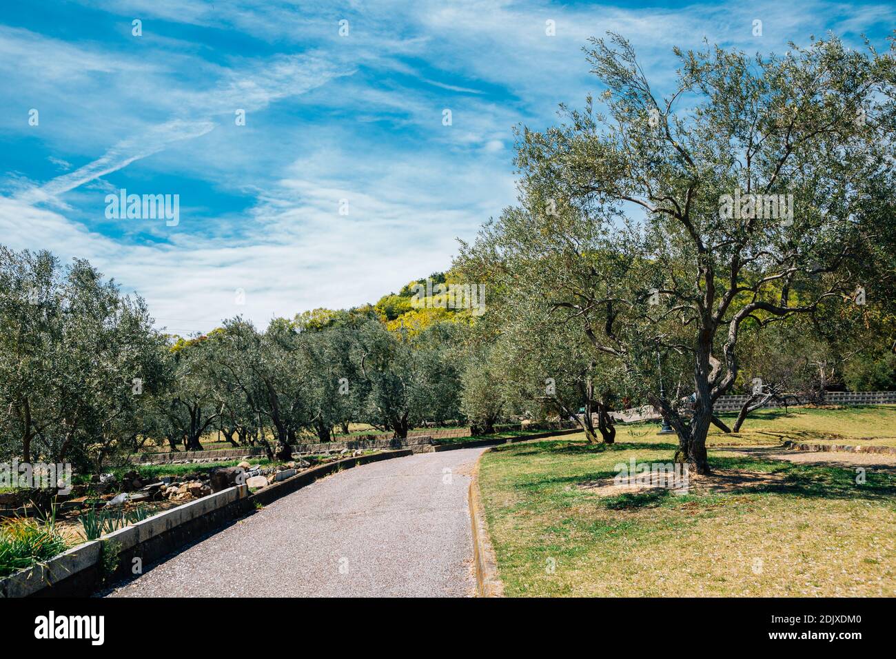 Shodoshima island Olive park in Kagawa, Japan Stock Photo - Alamy