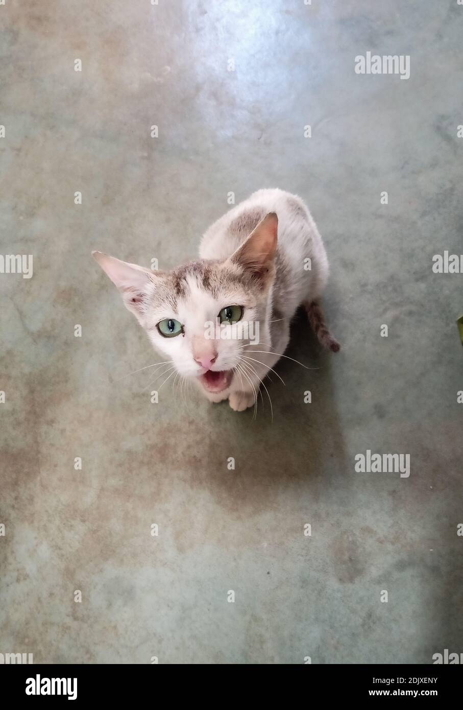 High performance cat hi-res stock photography and images - Alamy