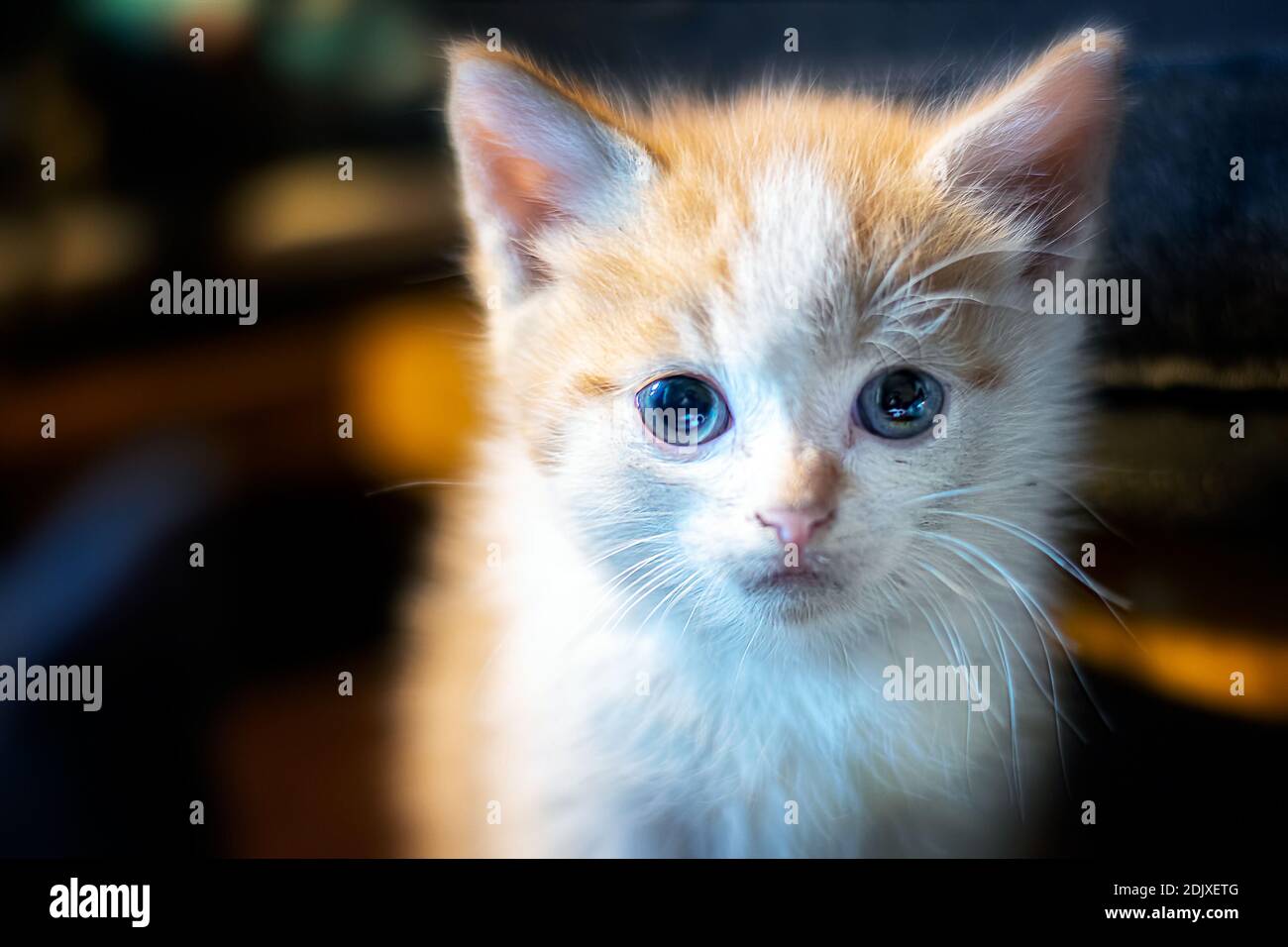 Cute little white and yellow kitten Stock Photo - Alamy