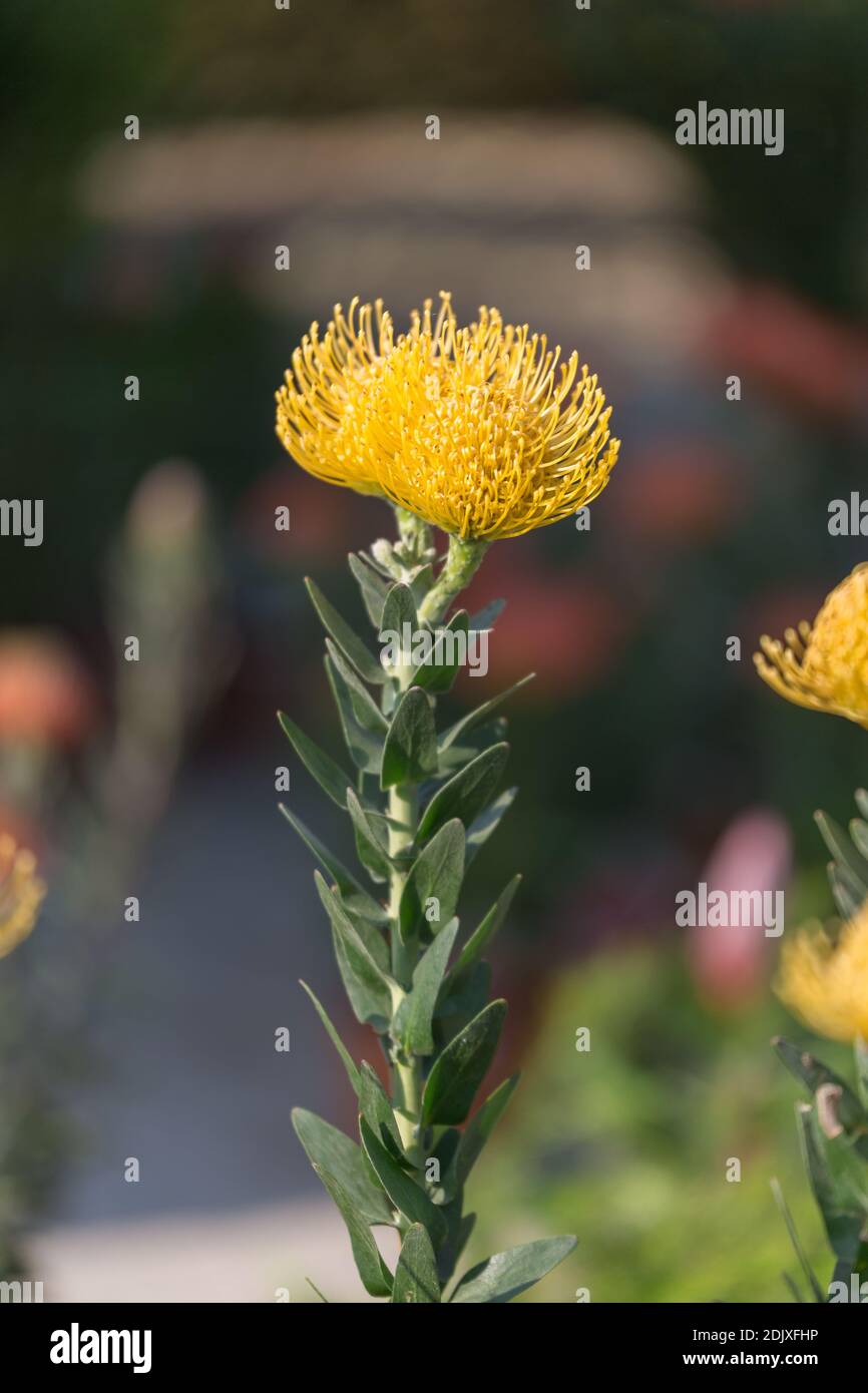 Leucospermum carnival yellow hi-res stock photography and images - Alamy