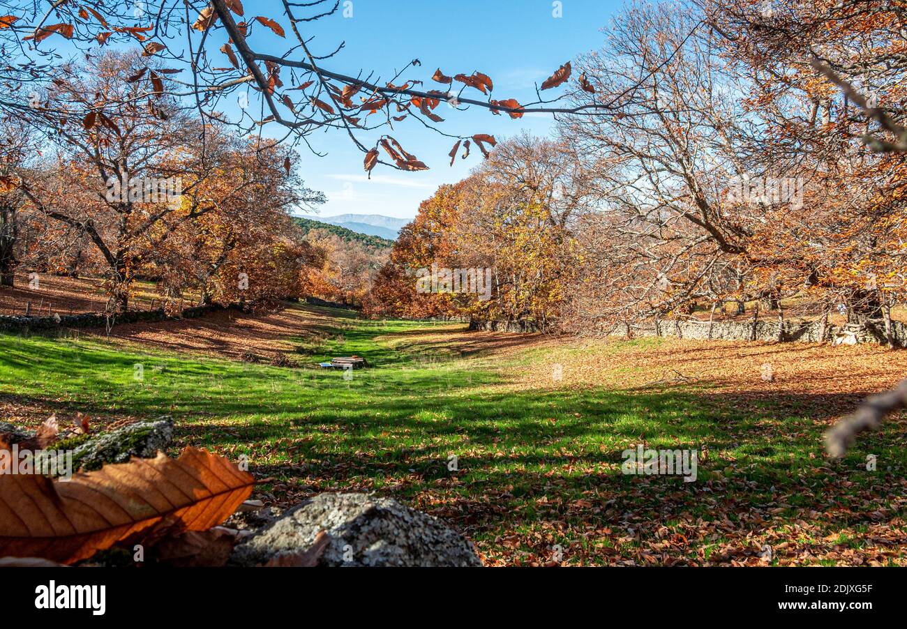 A beautiful autumn landscape scene with fresh meadow and fallen foliage ...