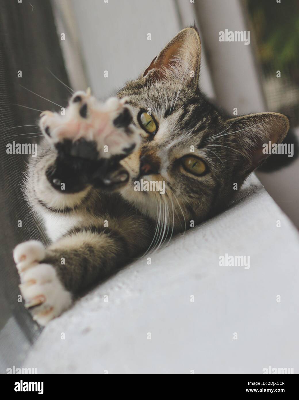 Hemingway kitten hi-res stock photography and images - Alamy