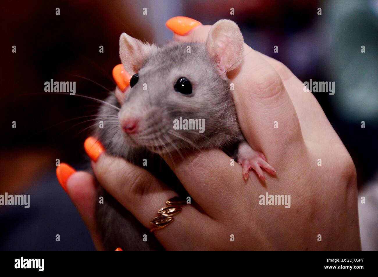 Human ear mouse hi-res stock photography and images - Alamy