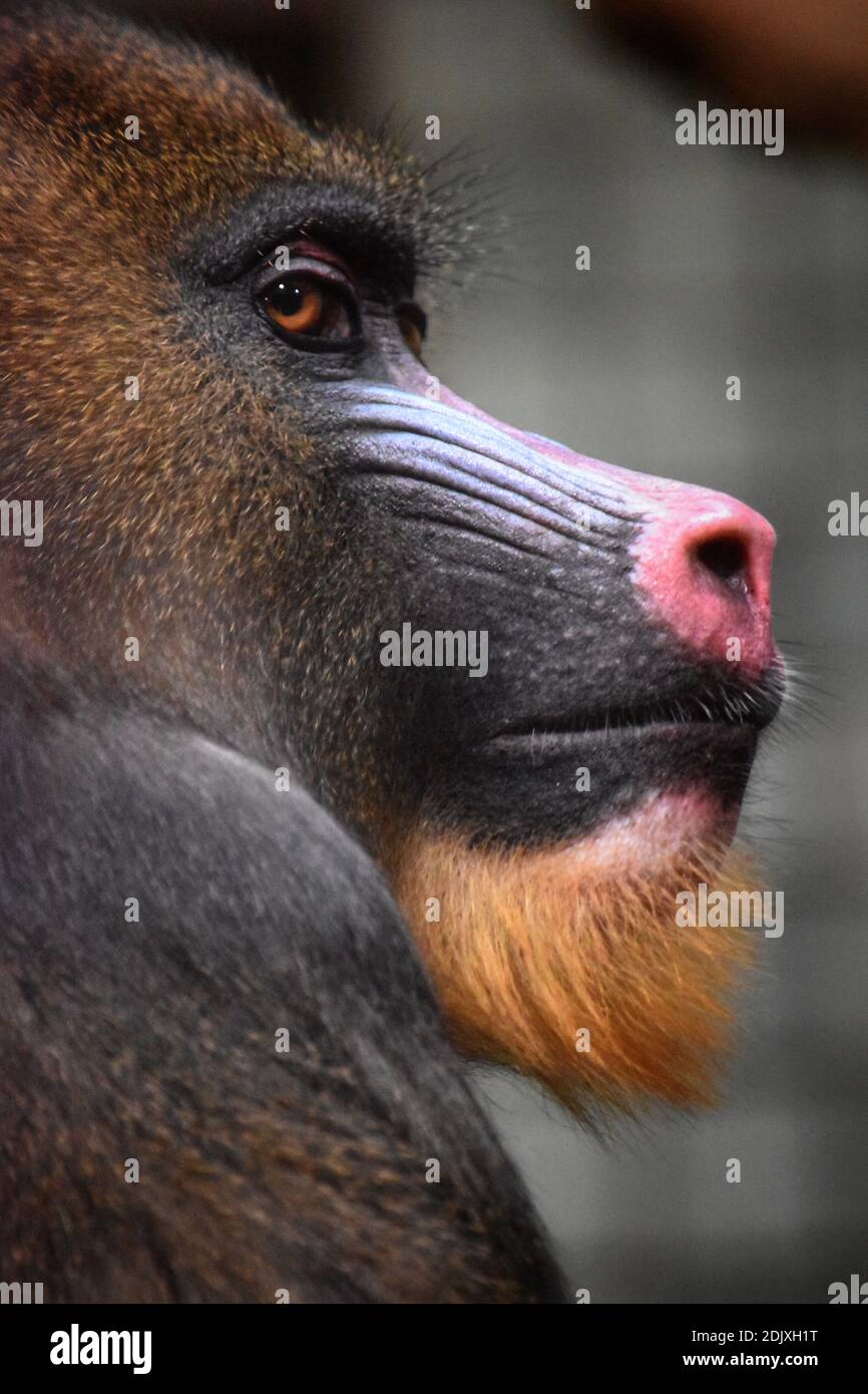 Mandrill mandril hi-res stock photography and images - Alamy