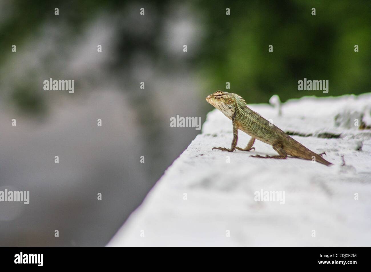 Mauritius Lizard High Resolution Stock Photography and Images - Alamy