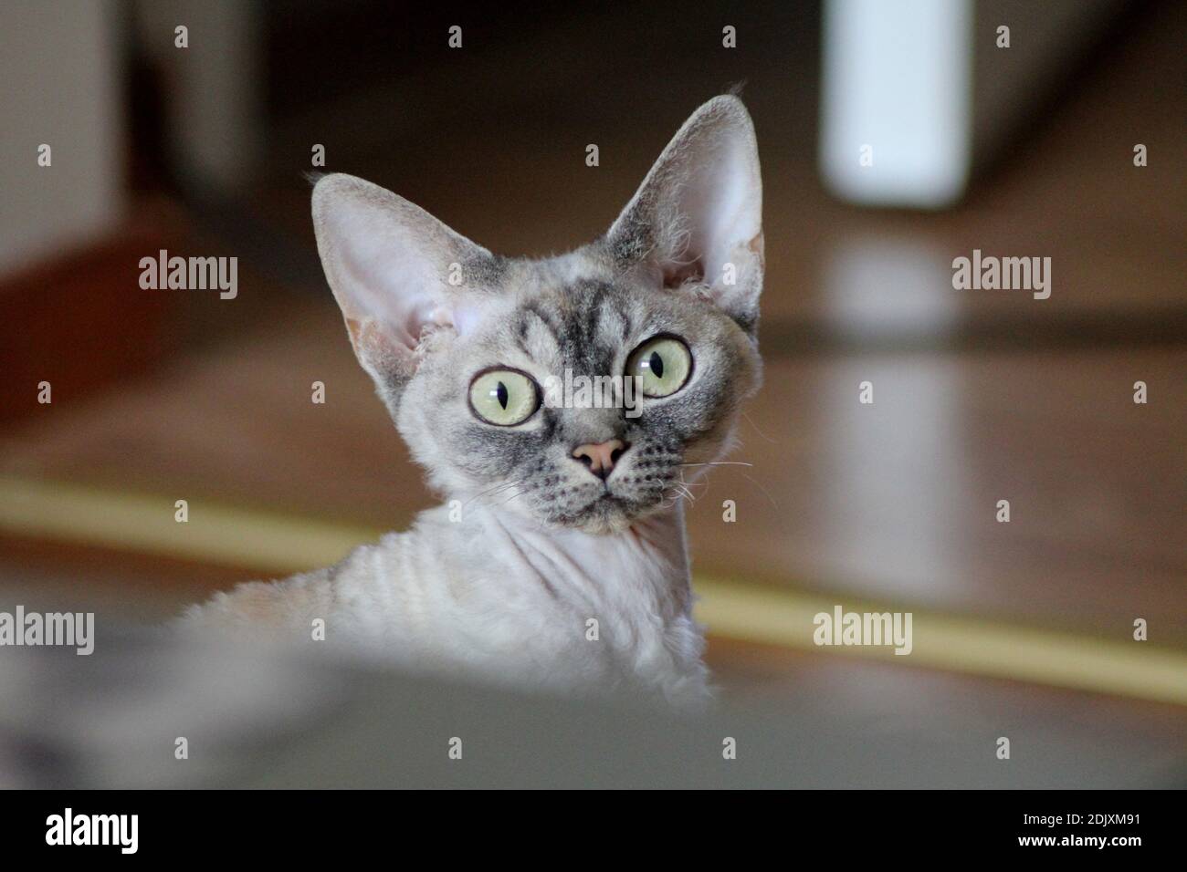 Devon rex cute hi-res stock photography and images - Alamy