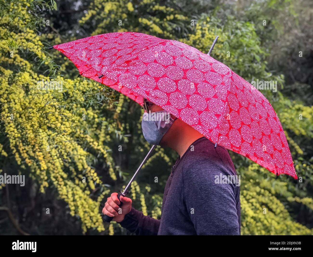 Red wattle tree hi-res stock photography and images - Alamy