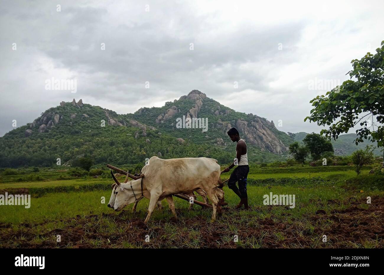Two oxes hi-res stock photography and images - Alamy