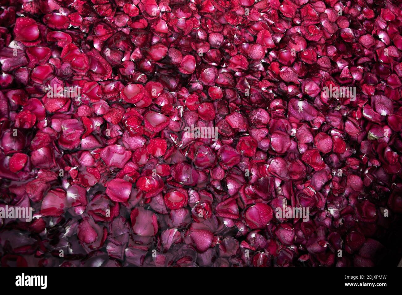 Dead rose leaves hi-res stock photography and images - Alamy