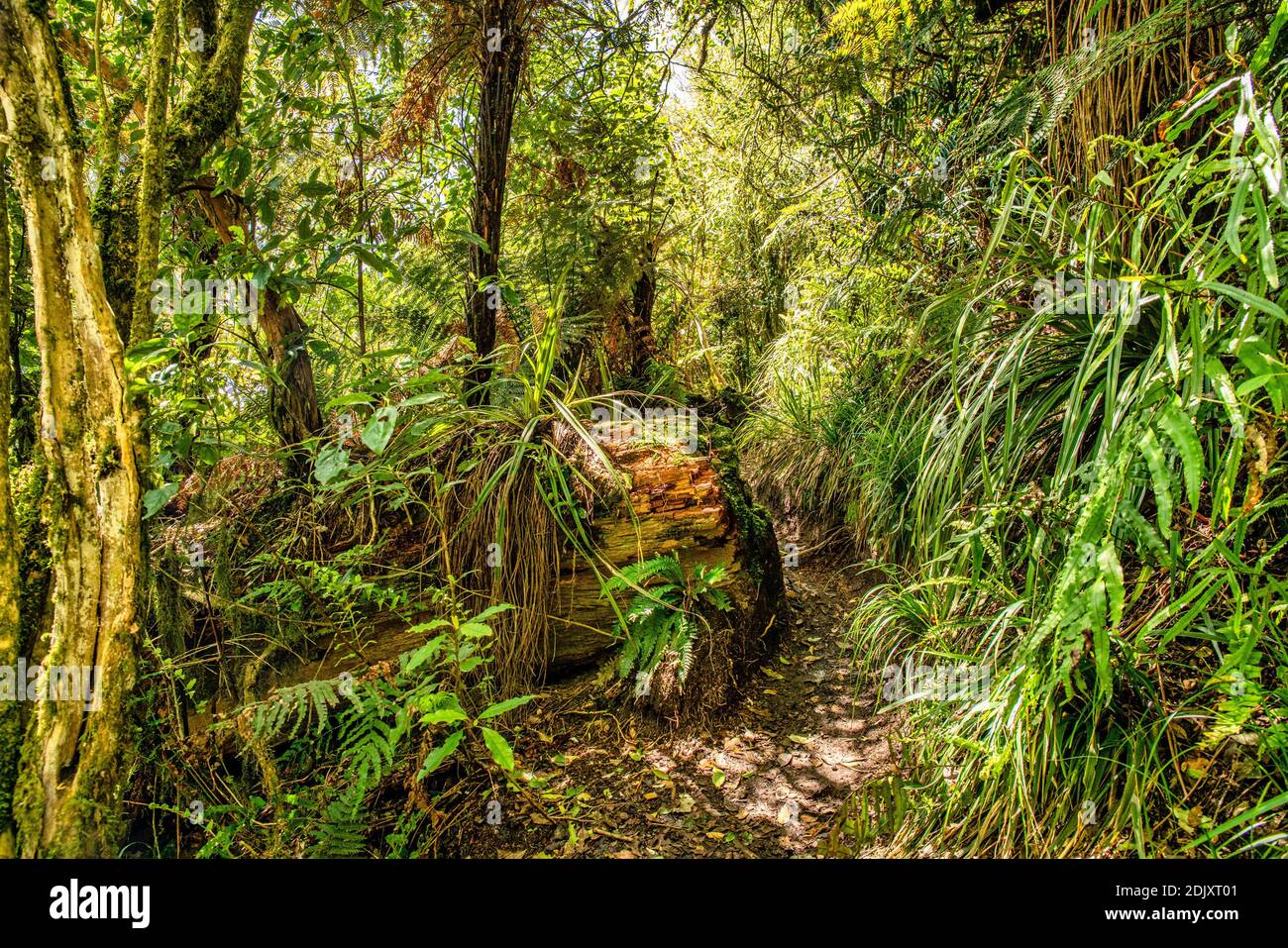 The bush walk and hiking track up Mount Tauhara which is a dormant lava ...