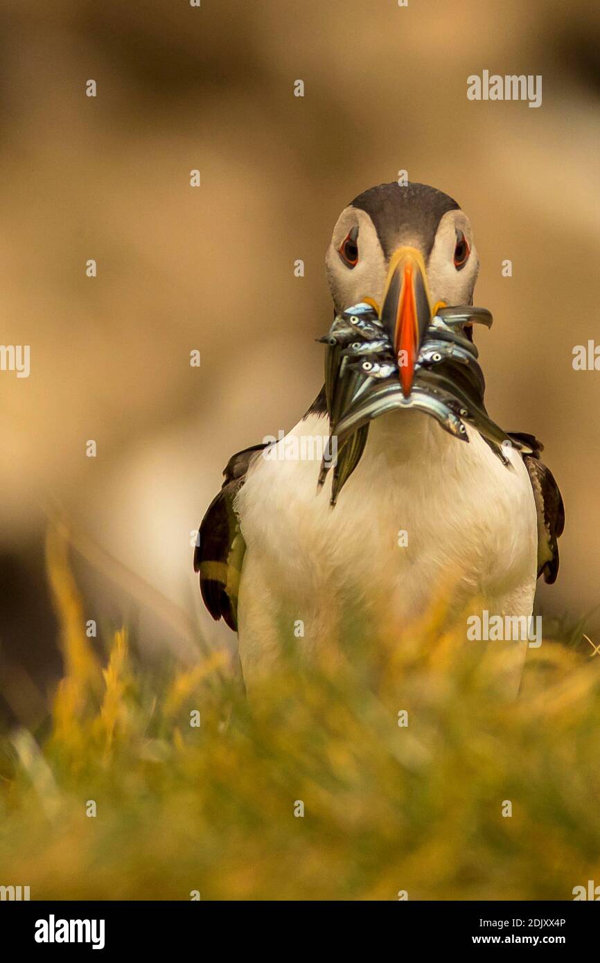 Hunting for fishes hi-res stock photography and images - Alamy