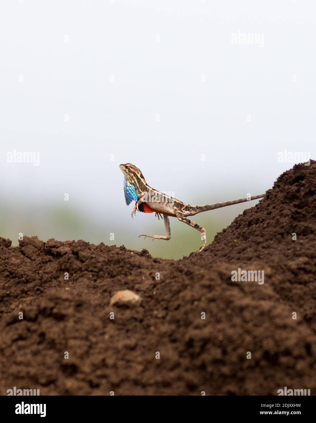 Fan throated lizard hi-res stock photography and images - Alamy