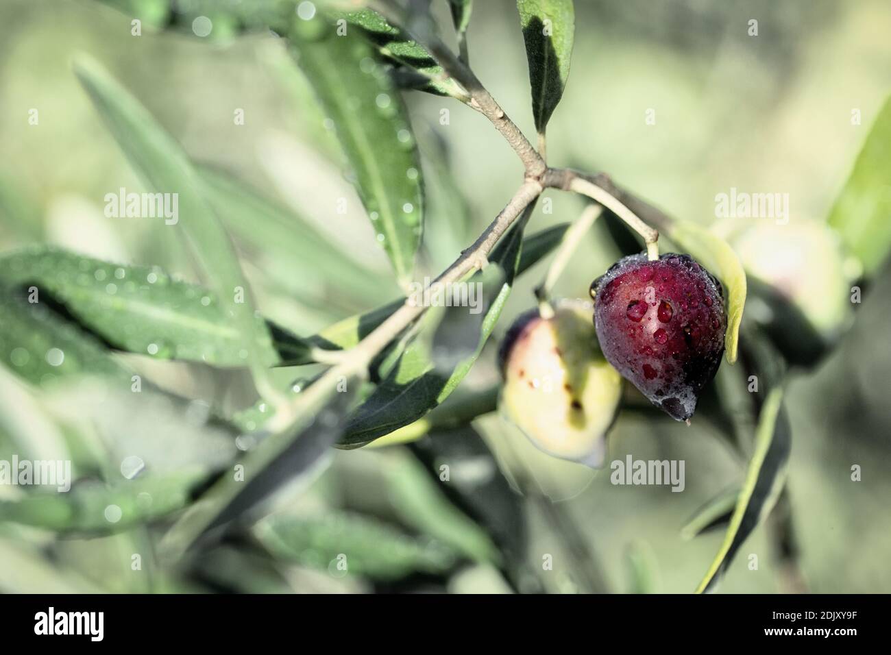 Ripe and unripe hi-res stock photography and images - Alamy