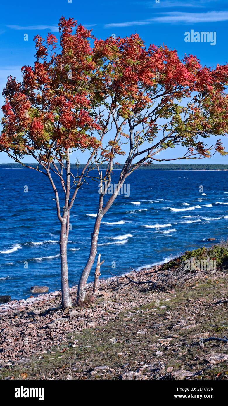 Mountain ash trees hi-res stock photography and images - Alamy