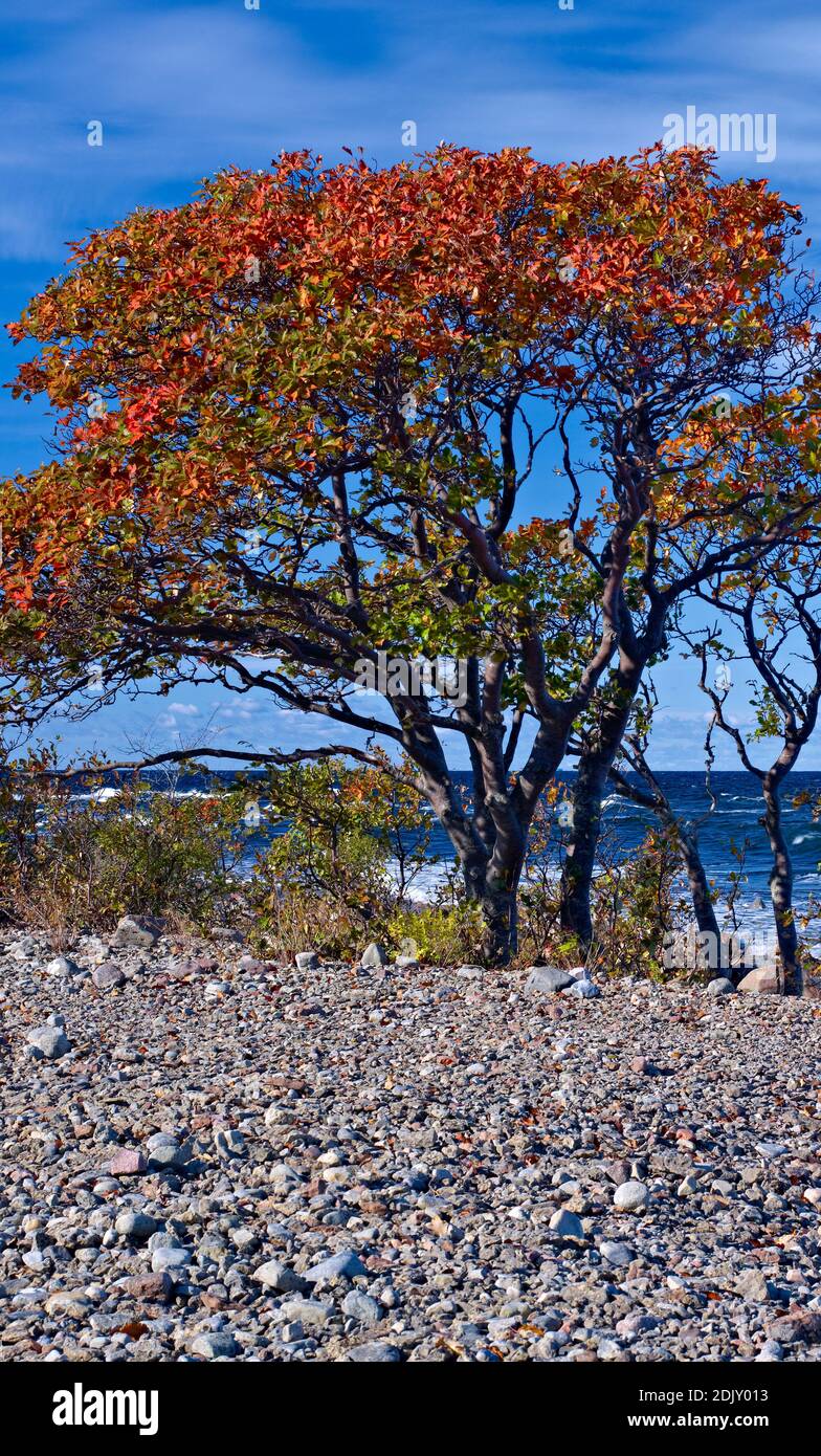 Mountain ash trees hi-res stock photography and images - Alamy