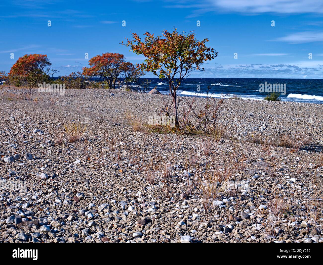 Mountain ash trees hi-res stock photography and images - Alamy