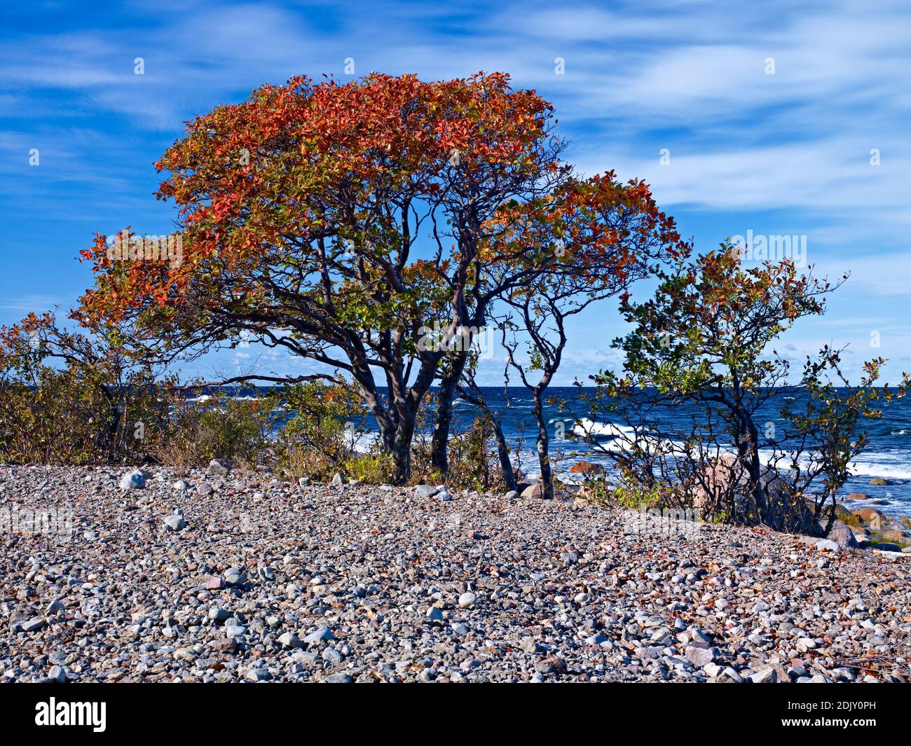 Mountain ash trees hi-res stock photography and images - Alamy