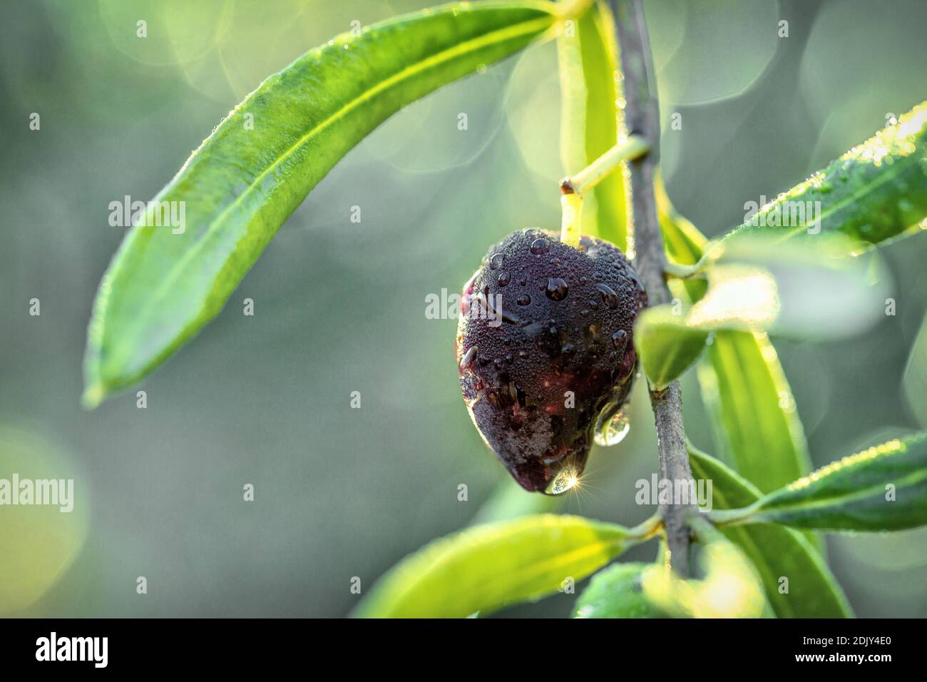 Close up ripe olive hi-res stock photography and images - Alamy