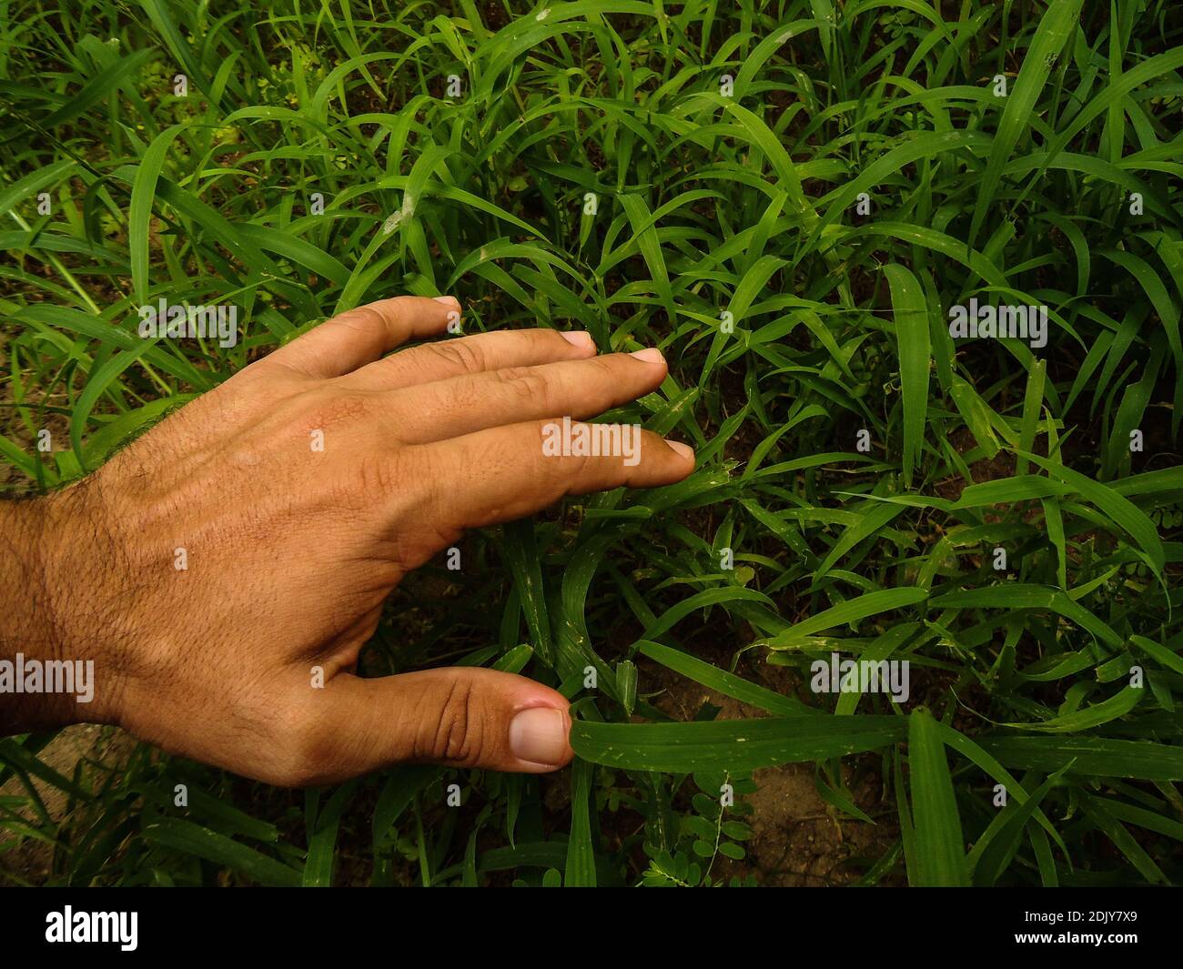 Finger touching plants hi-res stock photography and images - Alamy