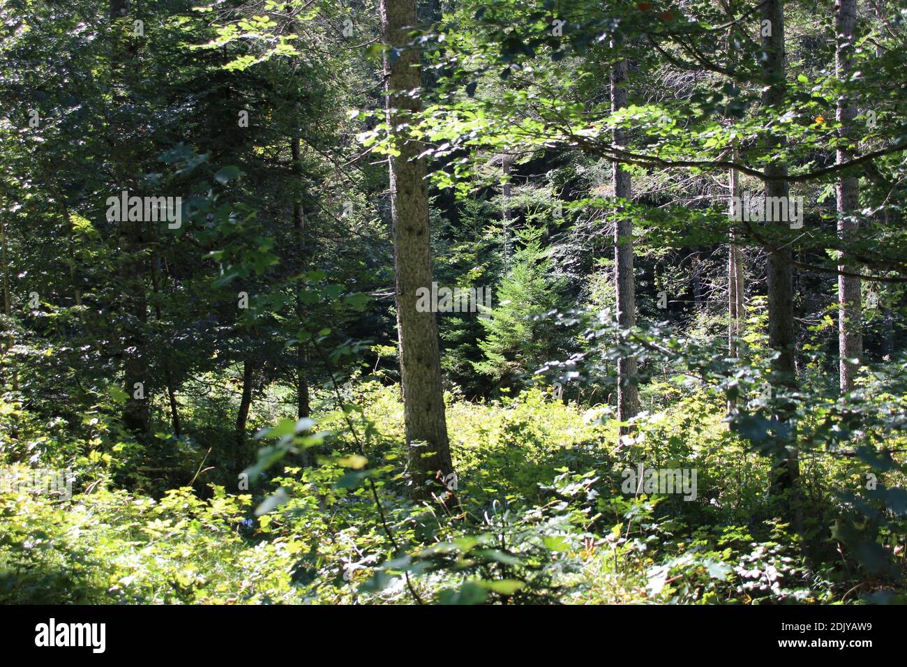 Atmospheric habitat environment hi-res stock photography and images - Alamy