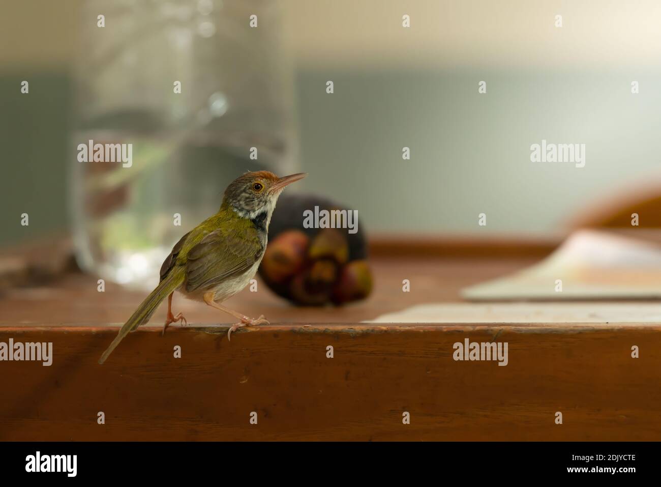 Tailor Bird High Resolution Stock Photography and Images - Alamy