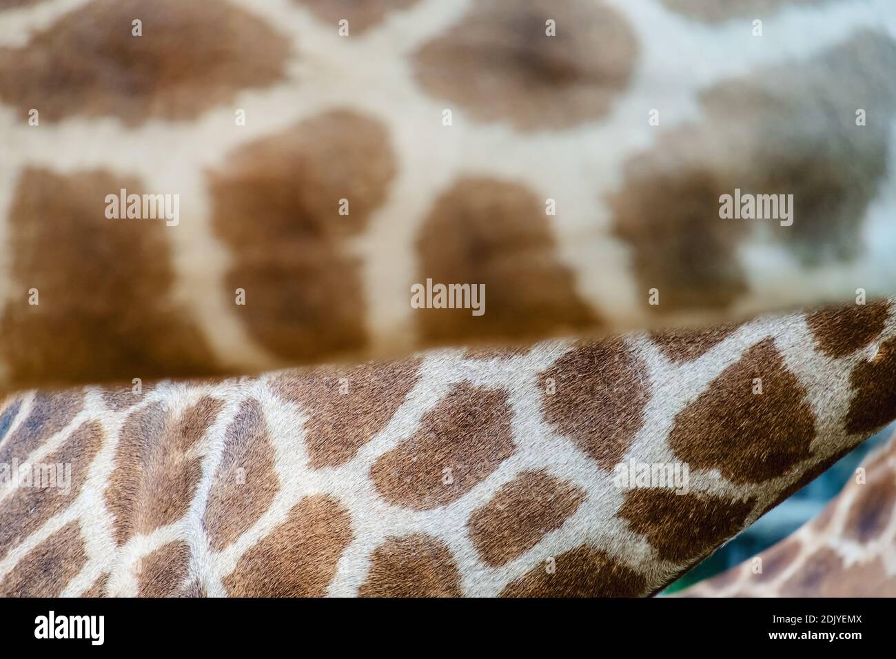 Animal skin markings hi-res stock photography and images - Alamy