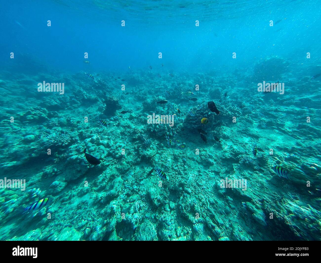 Bali school of fish aerial view hi-res stock photography and images - Alamy