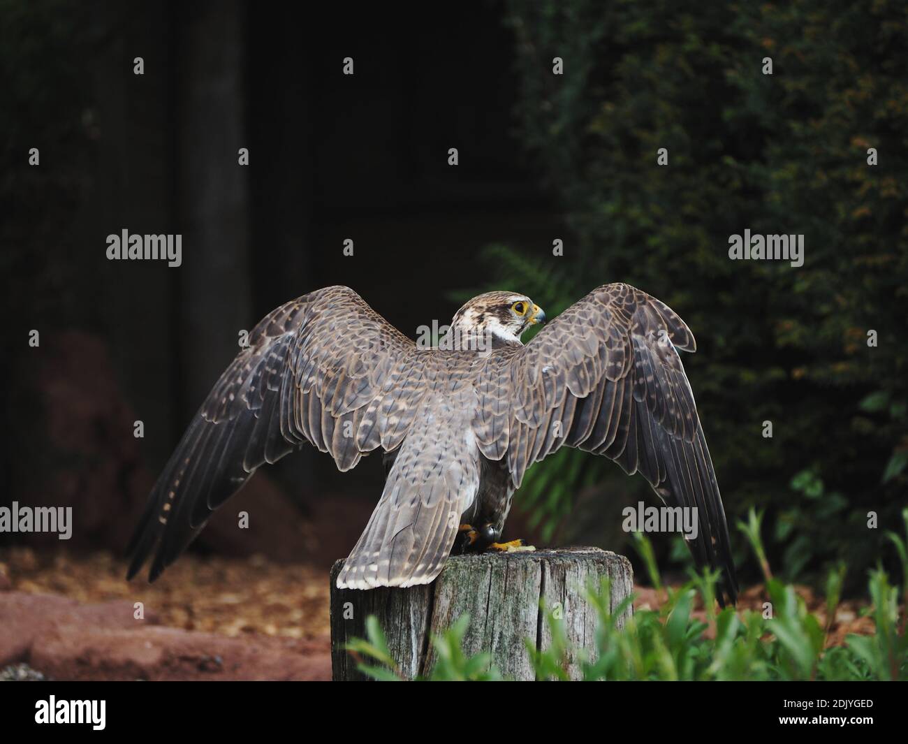 Spread eagle hill hi-res stock photography and images - Alamy