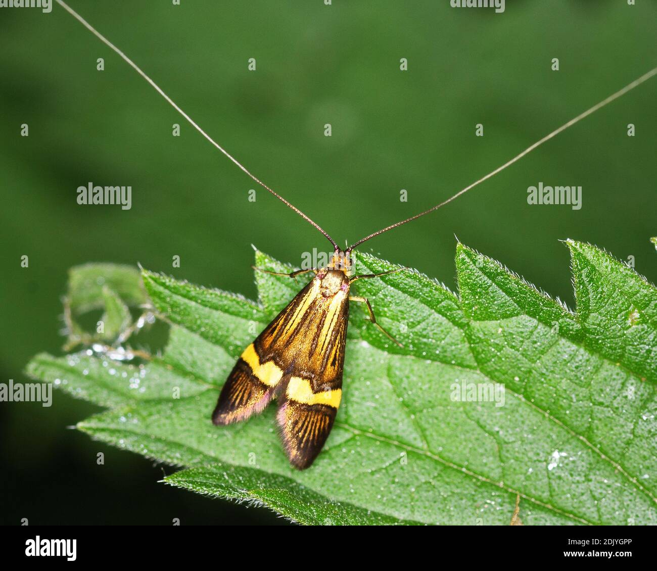 Horned moth hi-res stock photography and images - Alamy