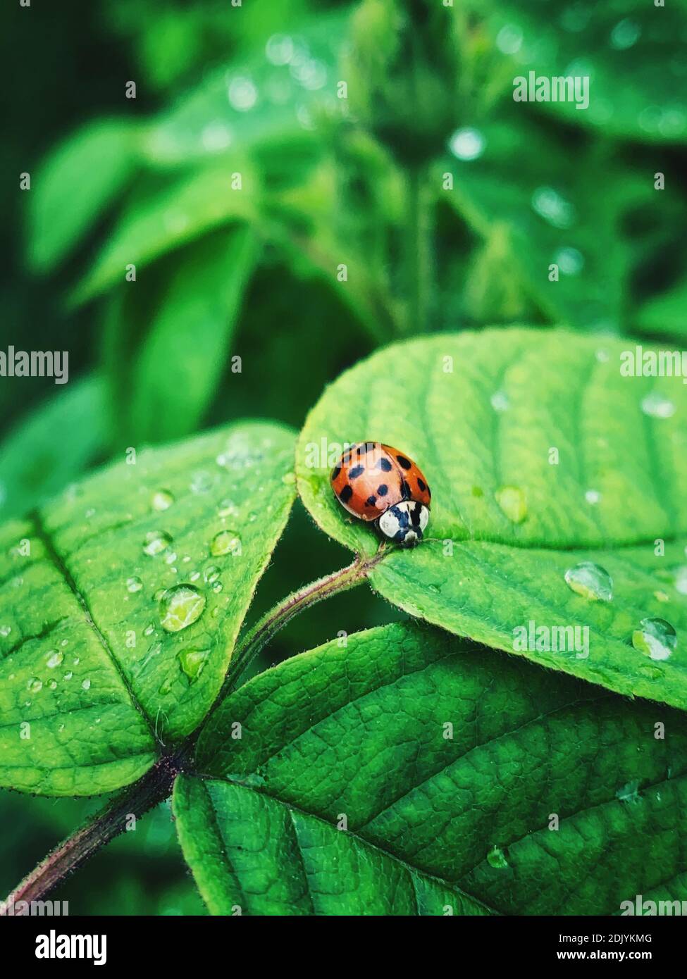 Ladybug on rose hi-res stock photography and images - Alamy