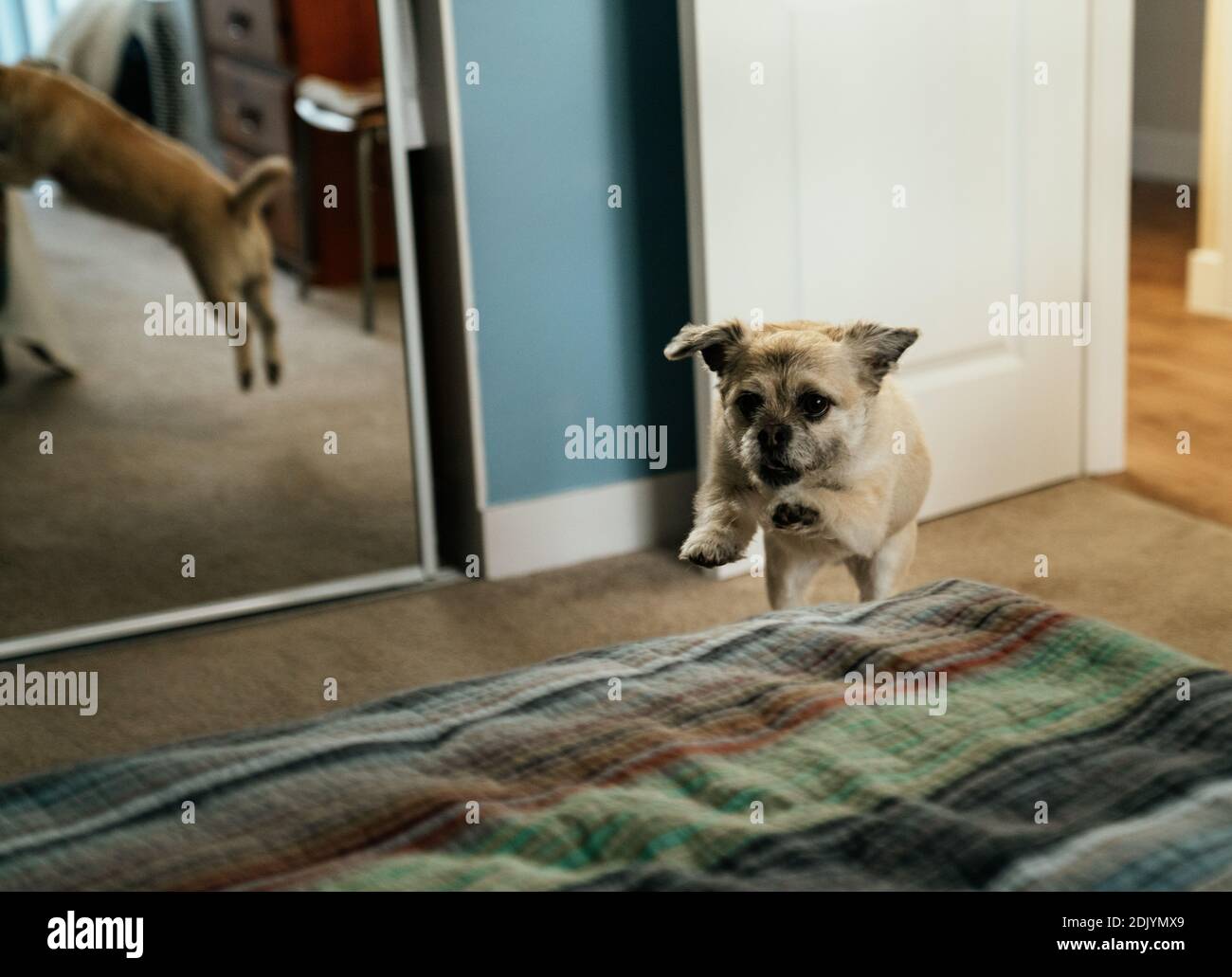 Animal jumping on bed hi-res stock photography and images - Alamy