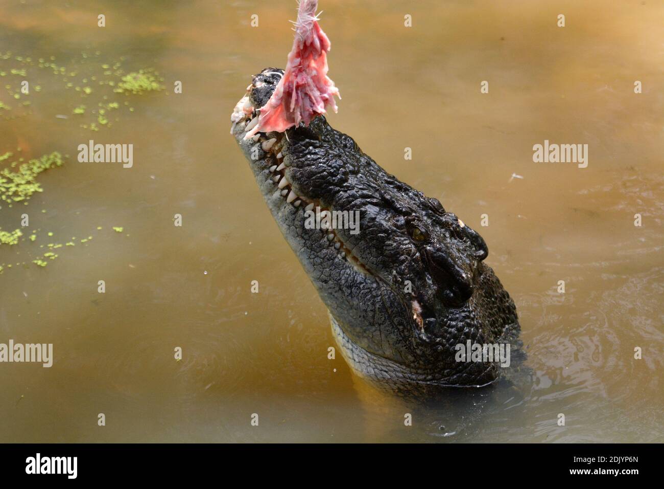 Crocodile meat australia hi-res stock photography and images - Alamy