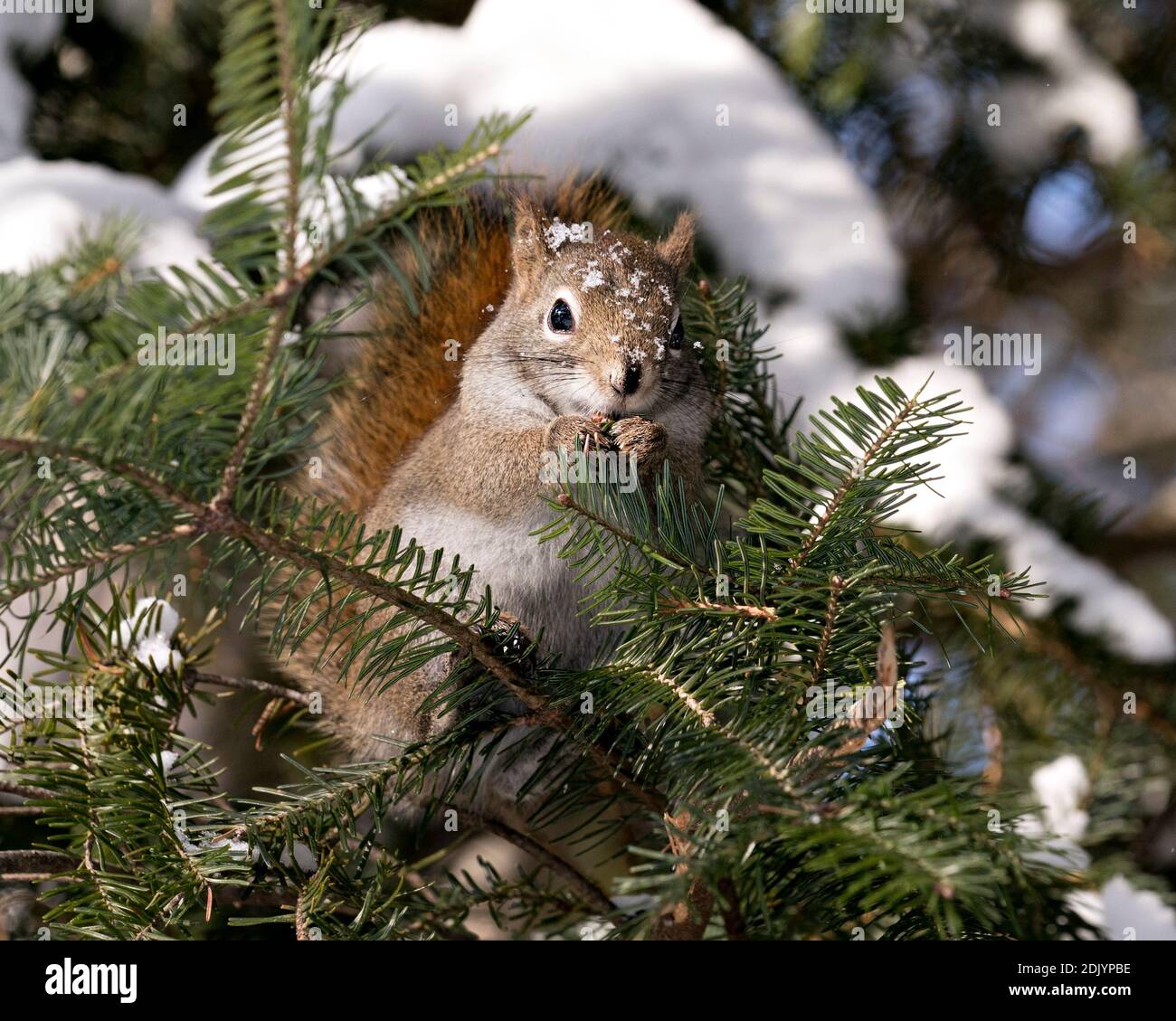 Squirrel close-up profile view in the forest sitting on a fir tree with ...