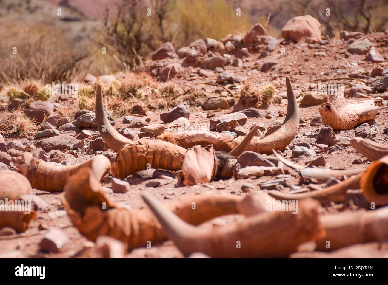 Wildlife cemetery hi-res stock photography and images - Alamy