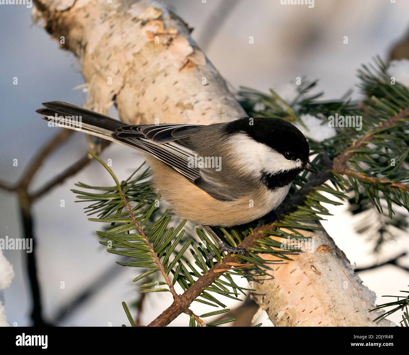 Black capped chickadee snow hi-res stock photography and images - Alamy
