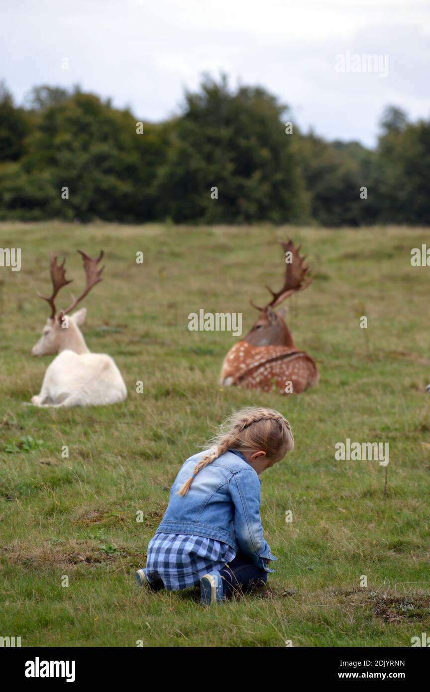 Kneeling Deer High Resolution Stock Photography and Images - Alamy