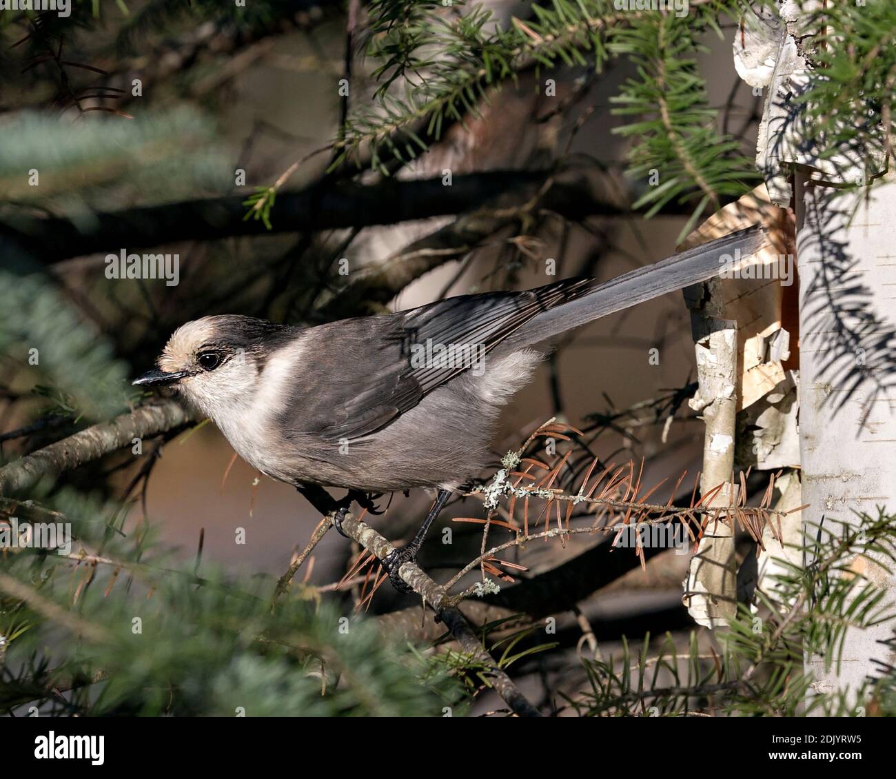 Grey Jay close-up profile view on a birch branch with a blur background ...