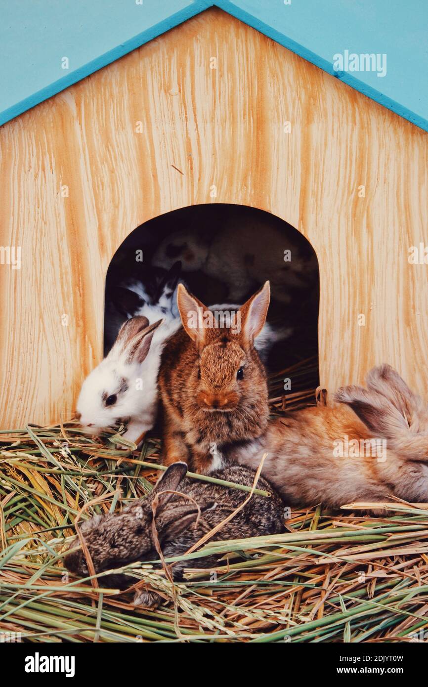 Group of wild rabbits hi-res stock photography and images - Alamy